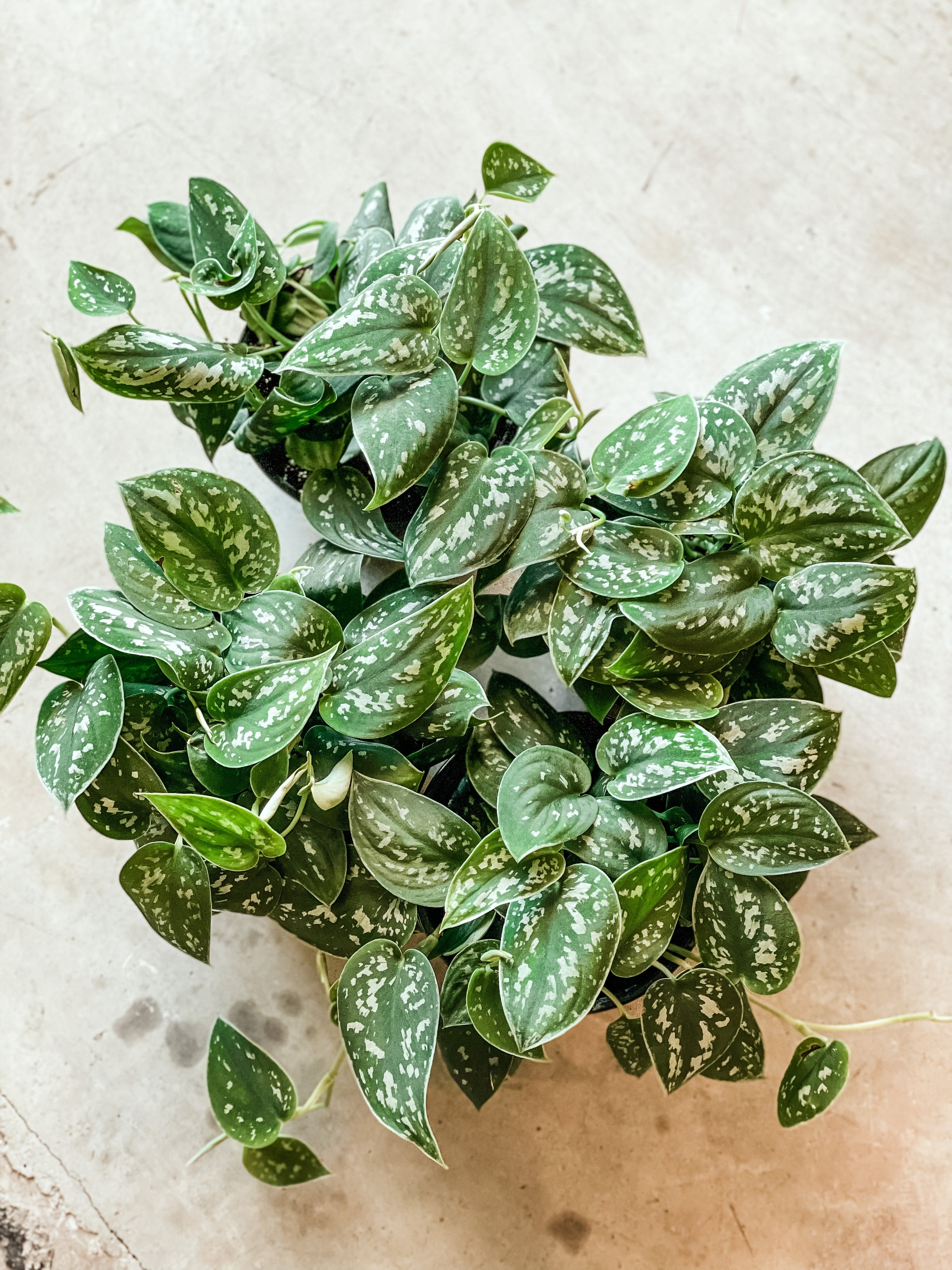 Satin Pothos/Scindapsus Pictus Argyraeus | Plant People Shop