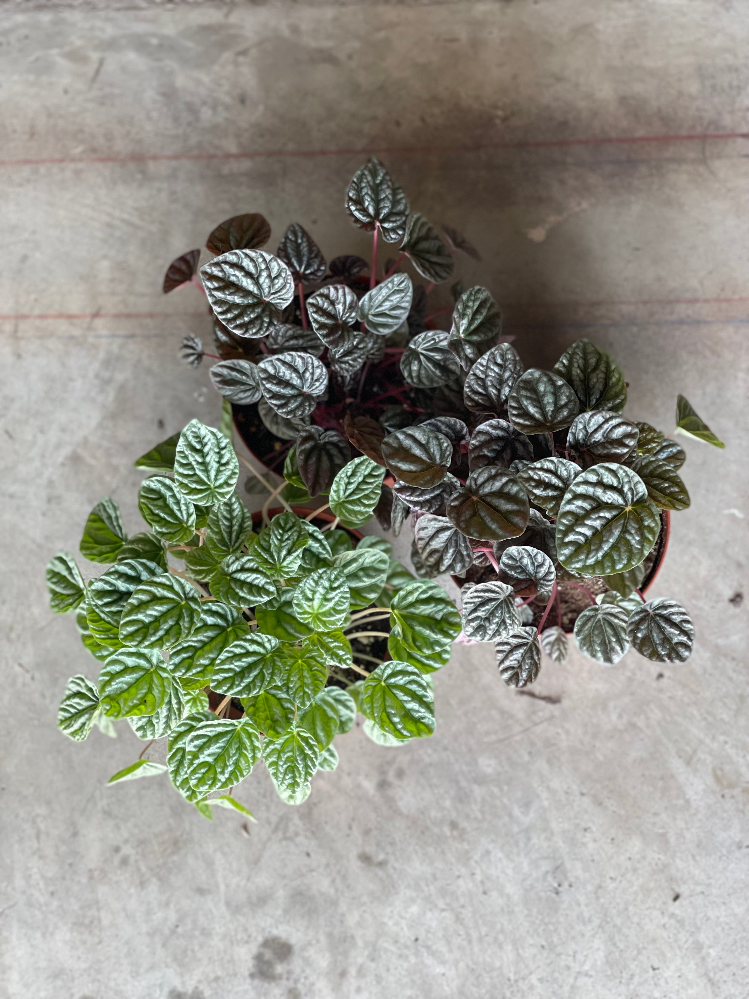 Peperomia-Ripple | Plant People Shop