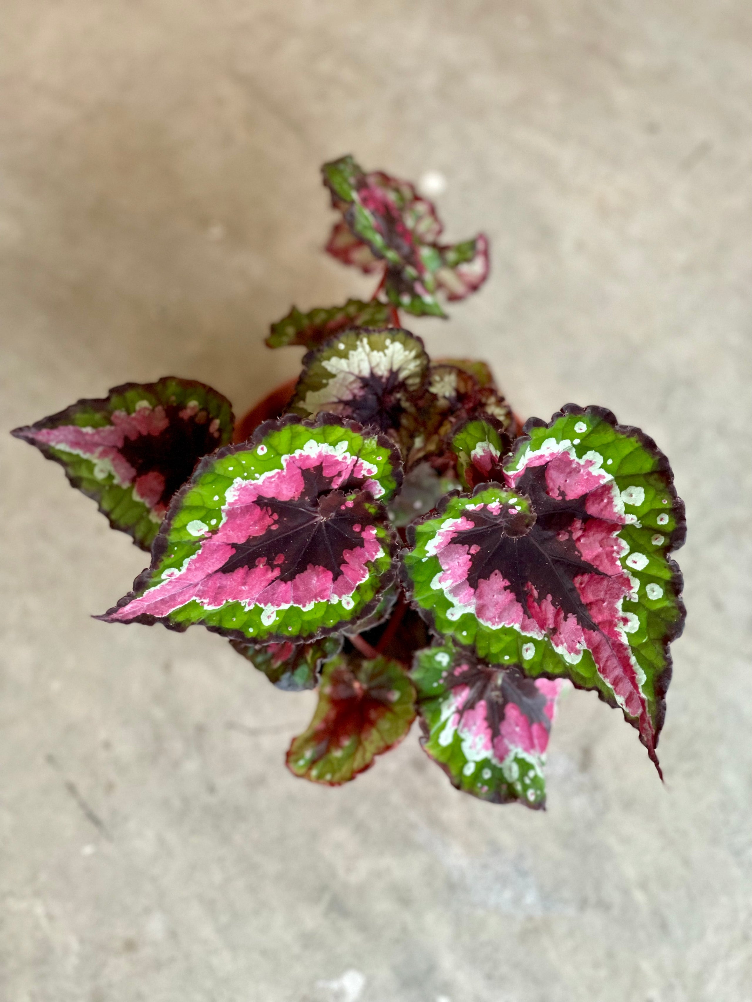 Begonia Rex Varieties | Plant People Shop