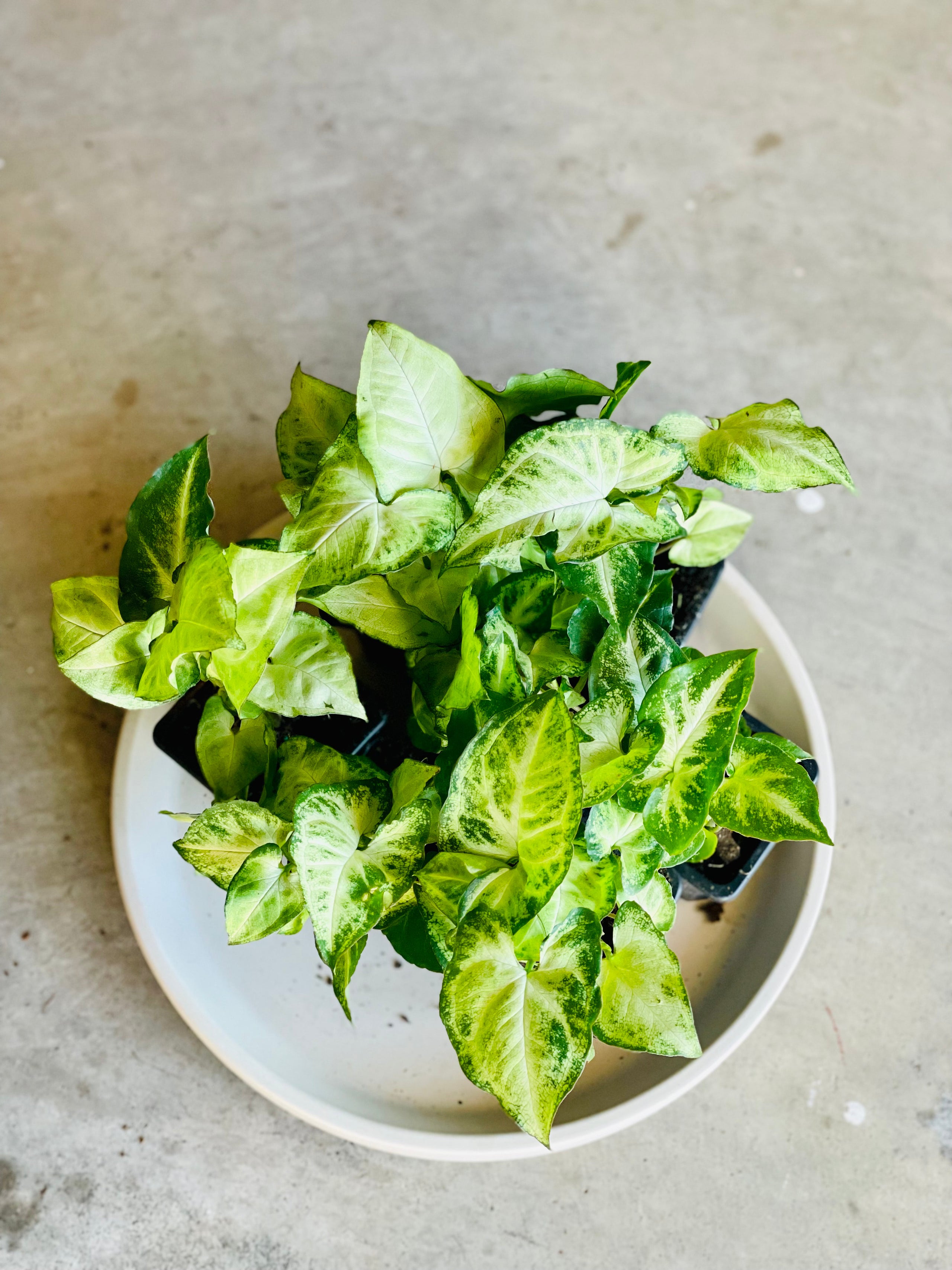 Arrowhead- Nephthytis | Plant People Shop