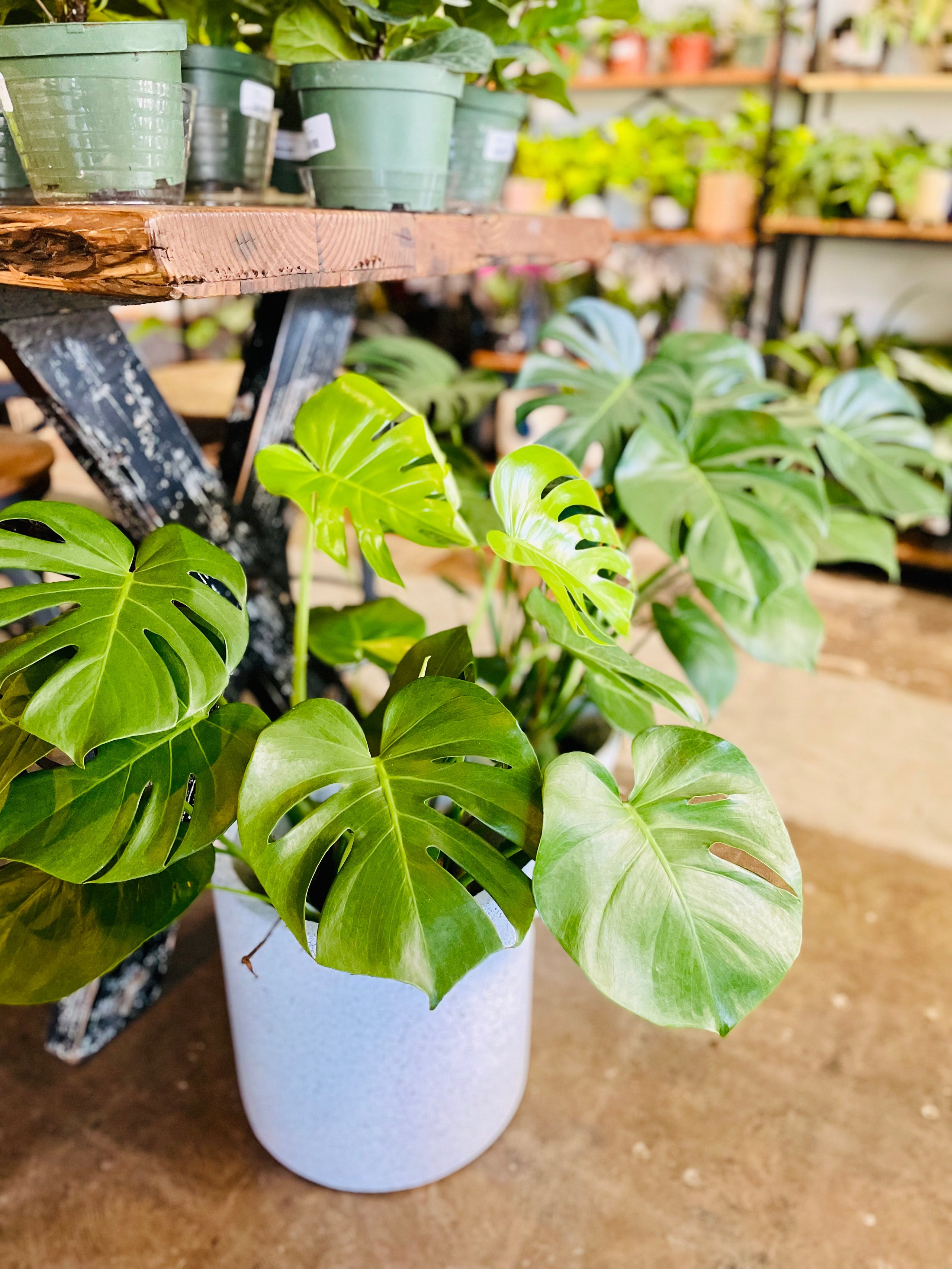 Philodendron-Monstera Deliciosa | Plant People Shop